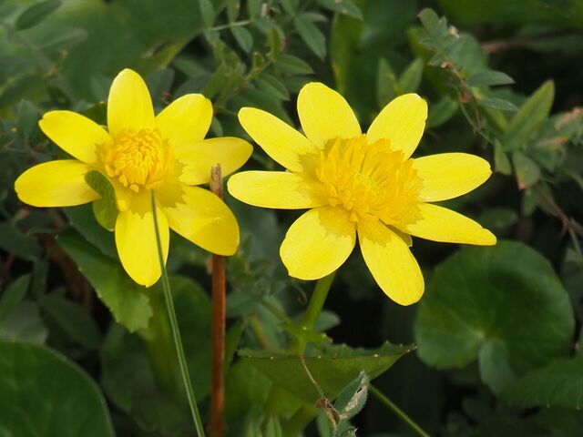 姫リュウキンカ: 朱丸のいつもはじめ Part2