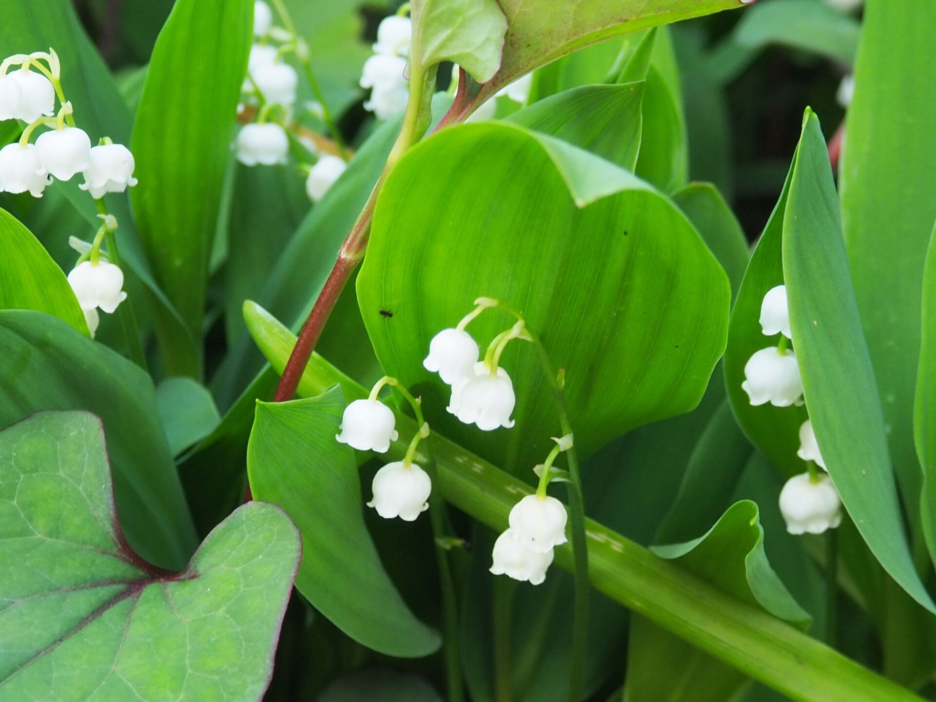 5月・皐月・スズランの日: 朱丸のいつもはじめ Part2